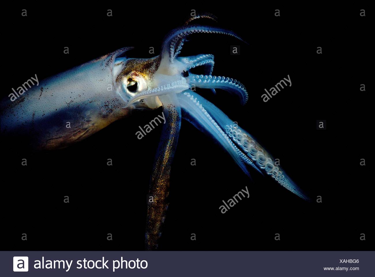 Loligo Squid High Resolution Stock Photography and Images - Alamy