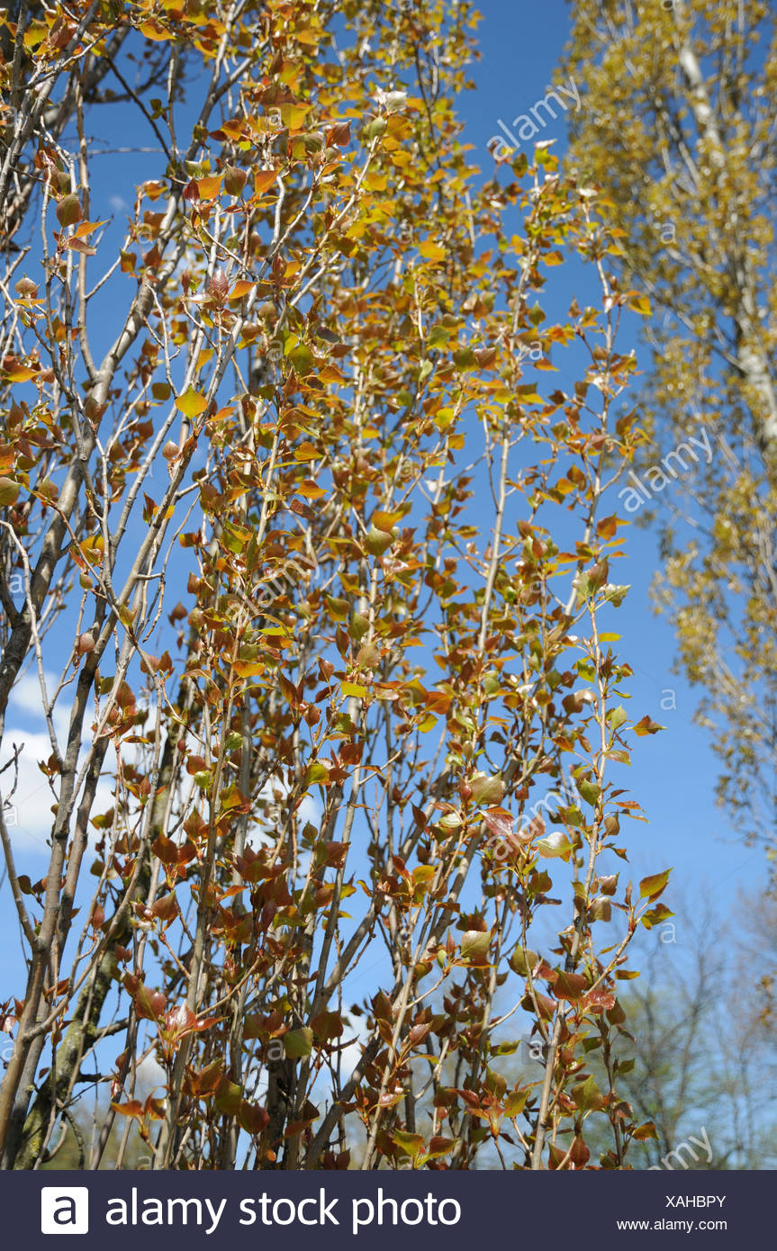 Fastigiate Black Poplar High Resolution Stock Photography and Images ...