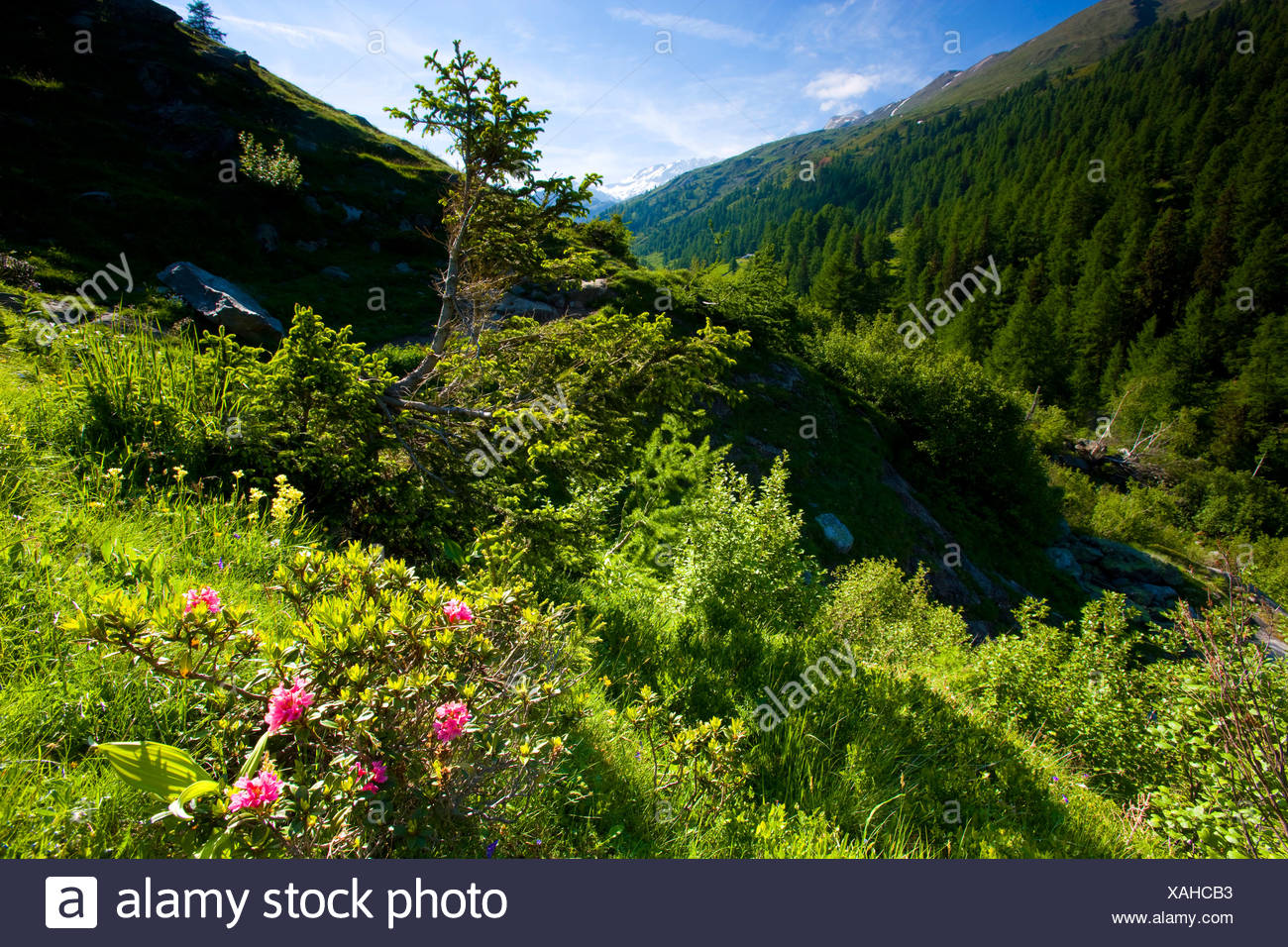 Valley Of Roses High Resolution Stock Photography and Images - Alamy