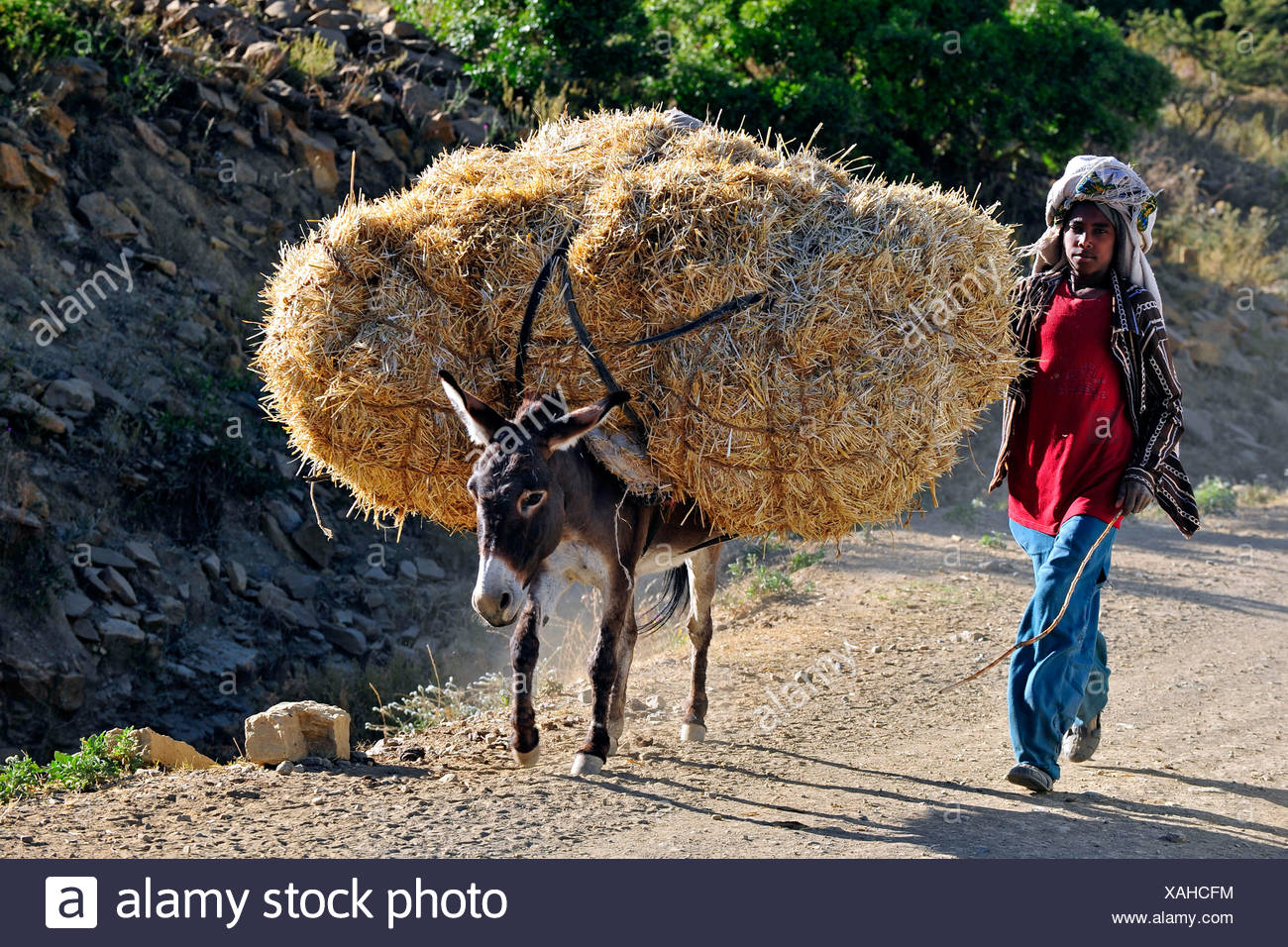 Ethiopian Animal Donkeys African High Resolution Stock Photography and ...