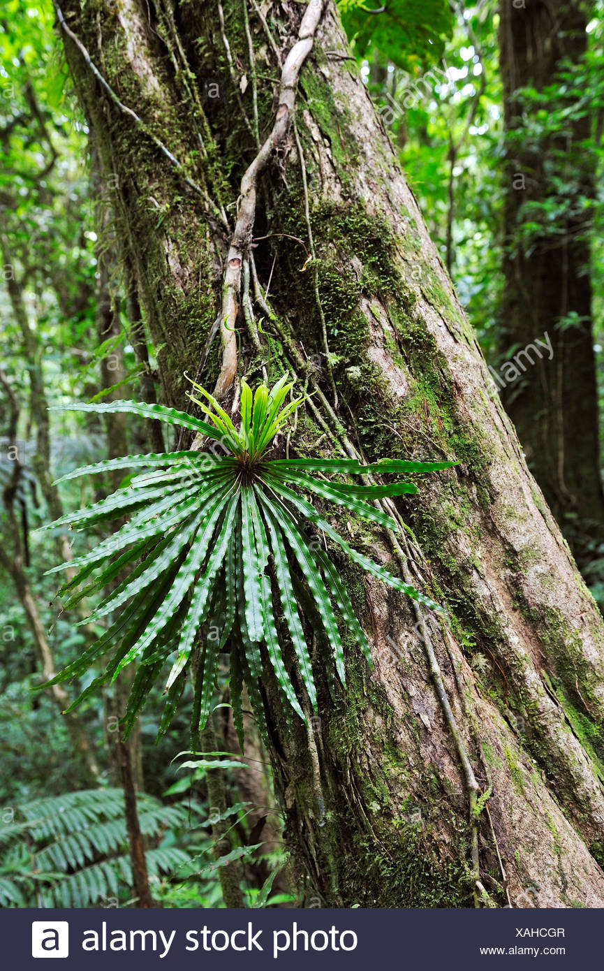 Fern Growing On A Tree High Resolution Stock Photography and Images - Alamy
