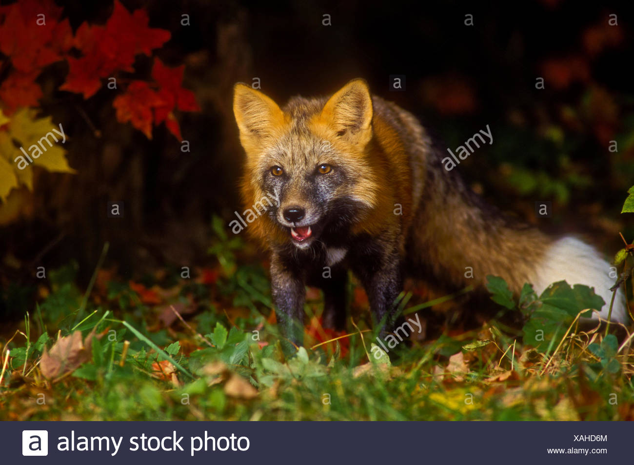Cross Fox Vulpes Vulpes High Resolution Stock Photography and Images ...