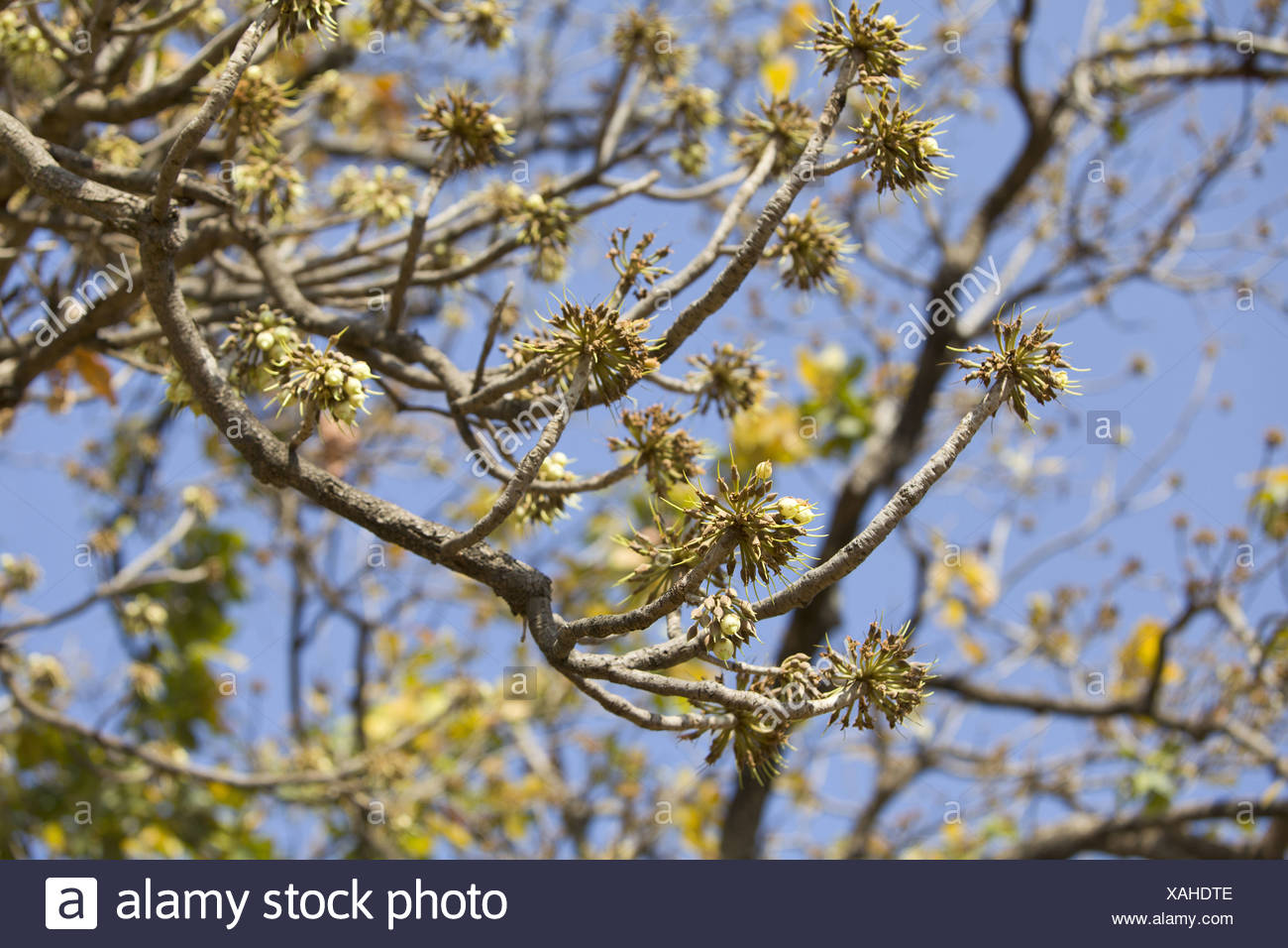 Mahua Tree Stock Photos & Mahua Tree Stock Images - Alamy