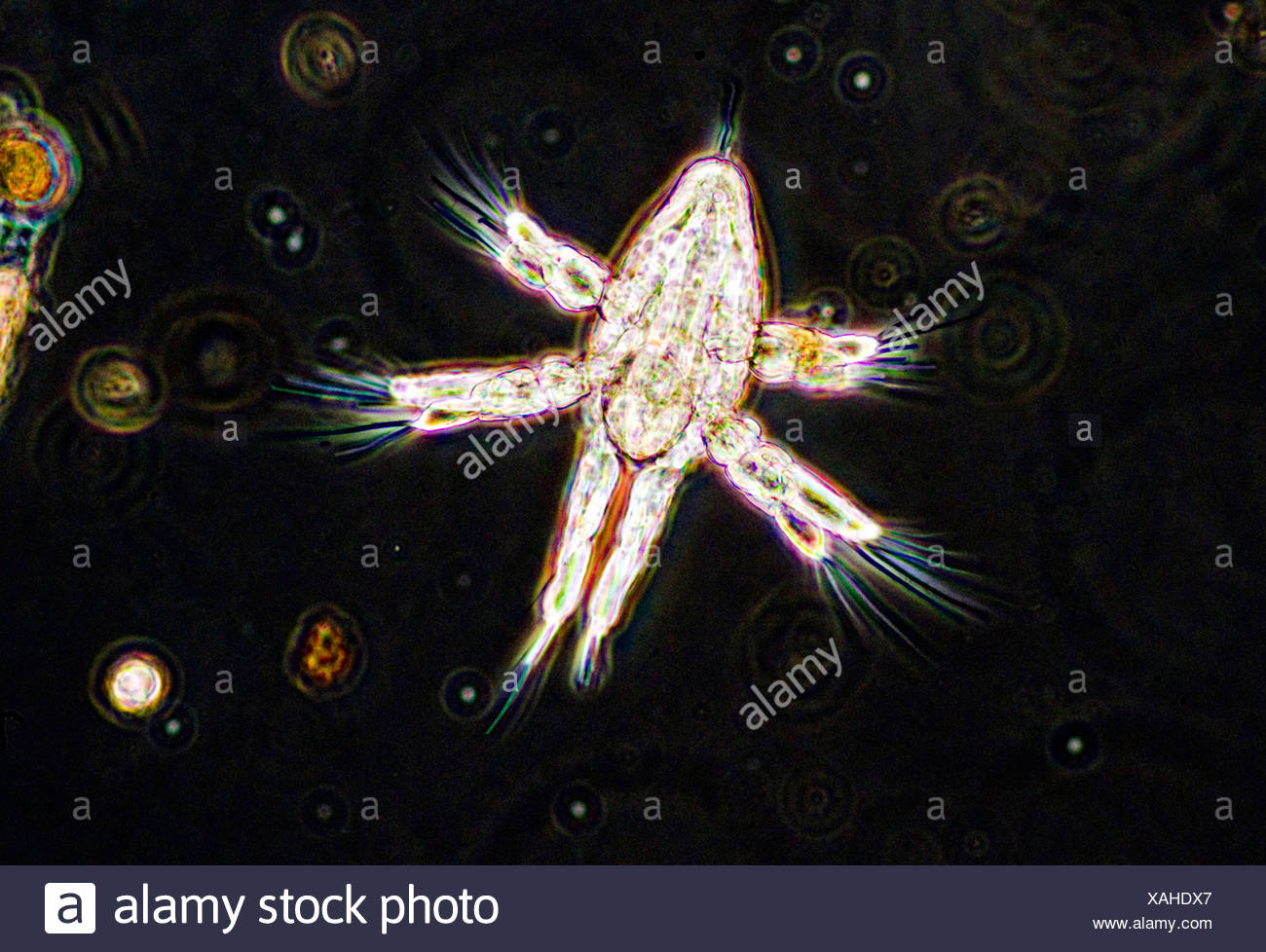 Copepods Copepoda Stock Photos & Copepods Copepoda Stock Images - Alamy