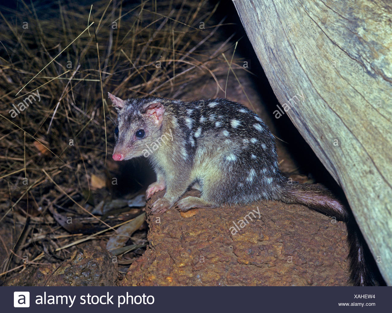 Eastern Native Cat High Resolution Stock Photography and Images - Alamy