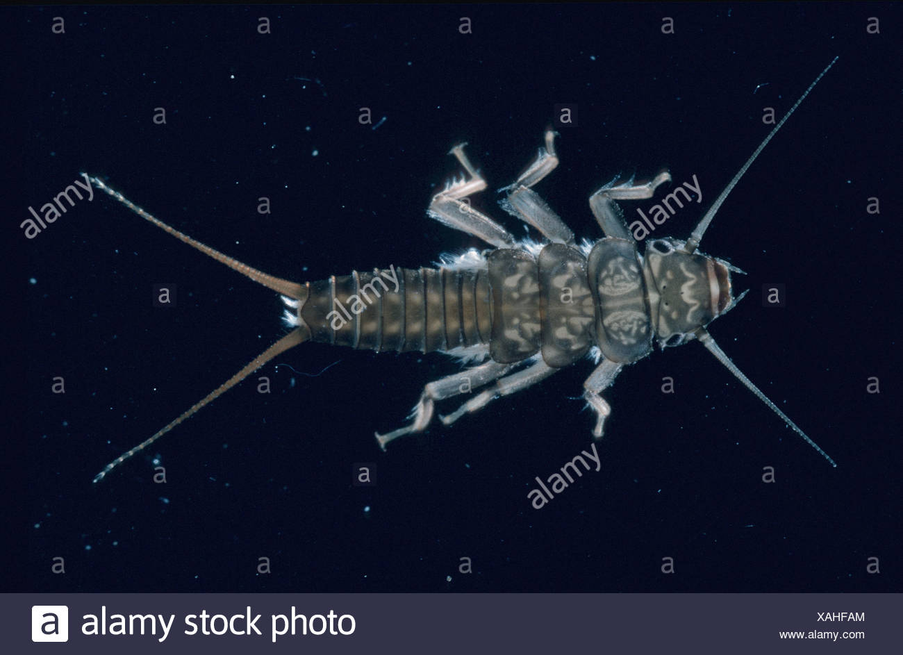 Stonefly Dinocras Cephalotes High Resolution Stock Photography and ...