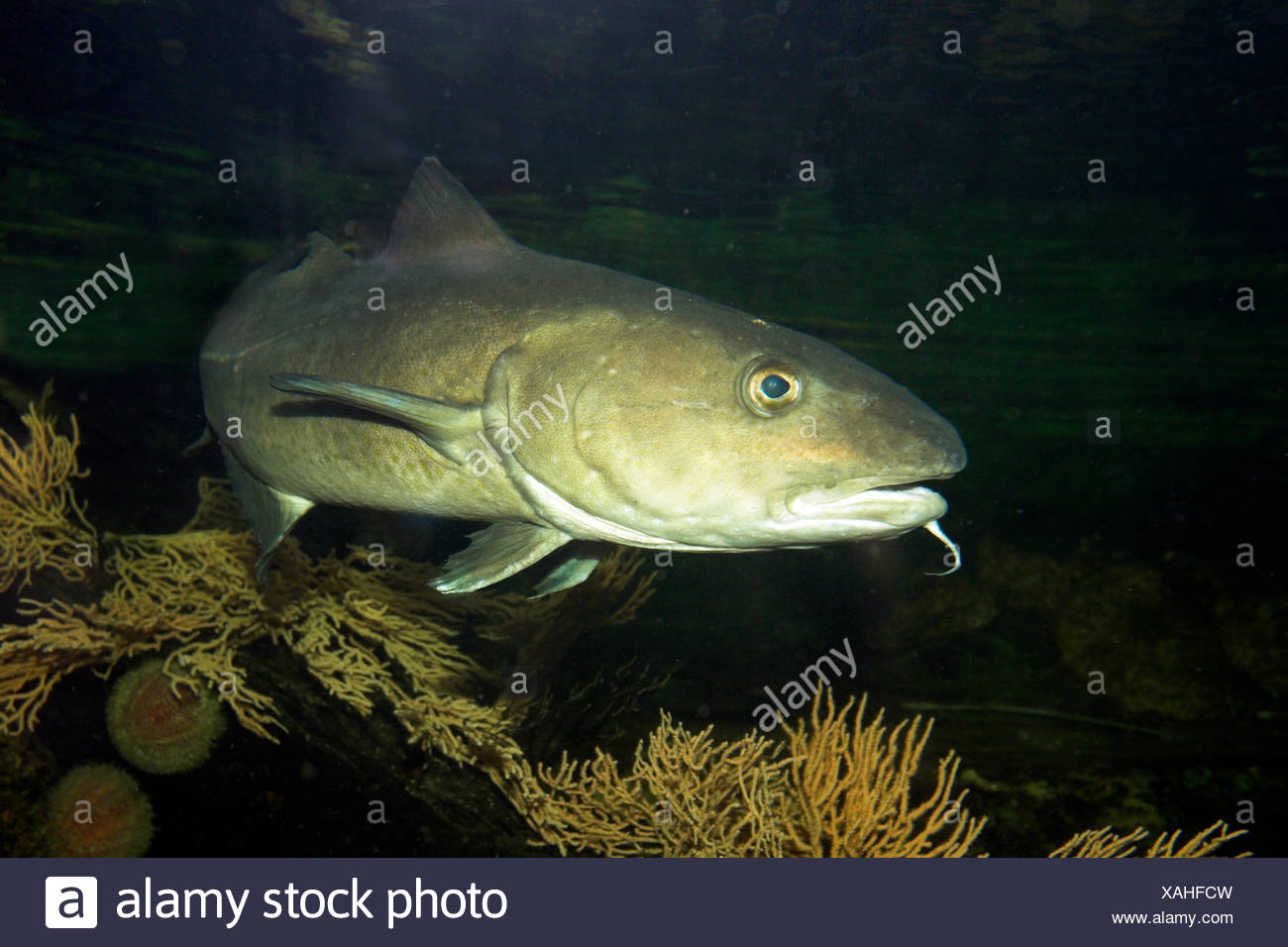 Cod Fish Swimming Stock Photos & Cod Fish Swimming Stock Images - Alamy