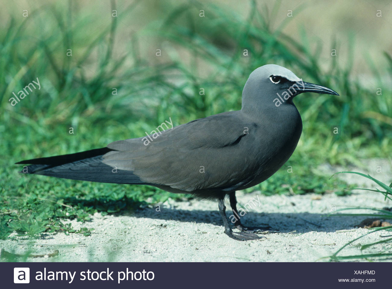 Lesser Black Noddy High Resolution Stock Photography and Images - Alamy
