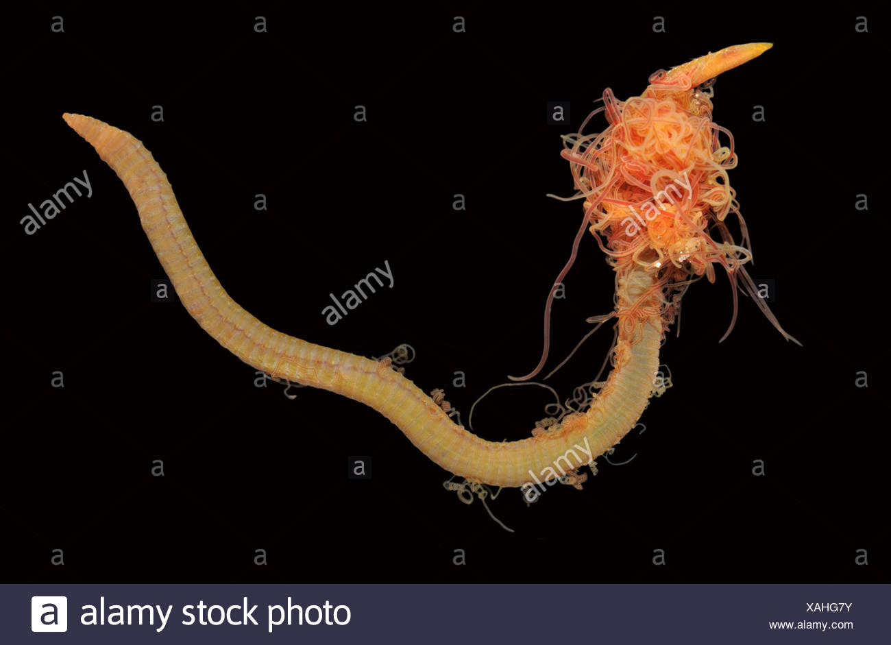 Tentaculata High Resolution Stock Photography and Images - Alamy