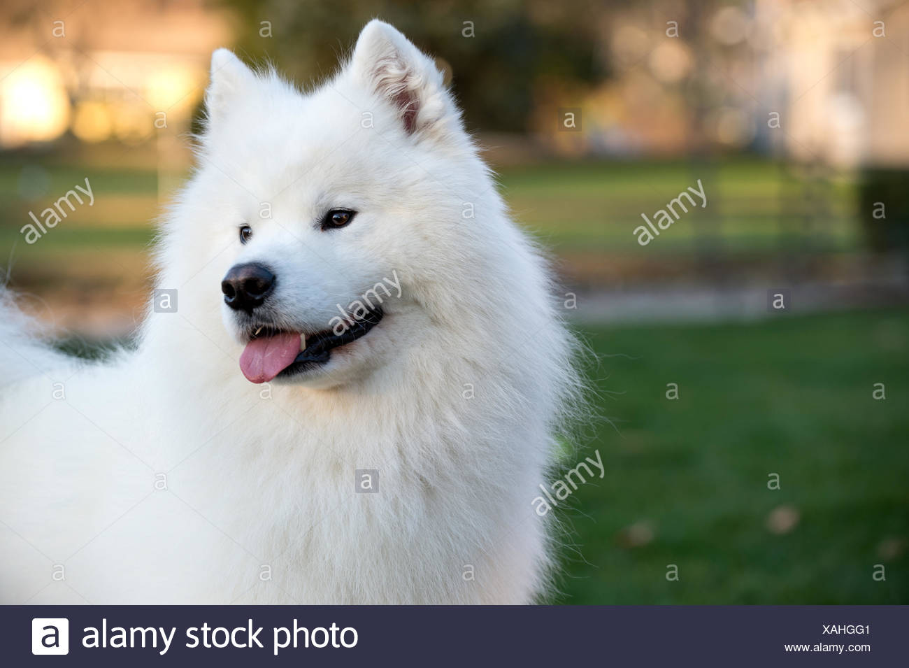 Samoyed High Resolution Stock Photography and Images - Alamy