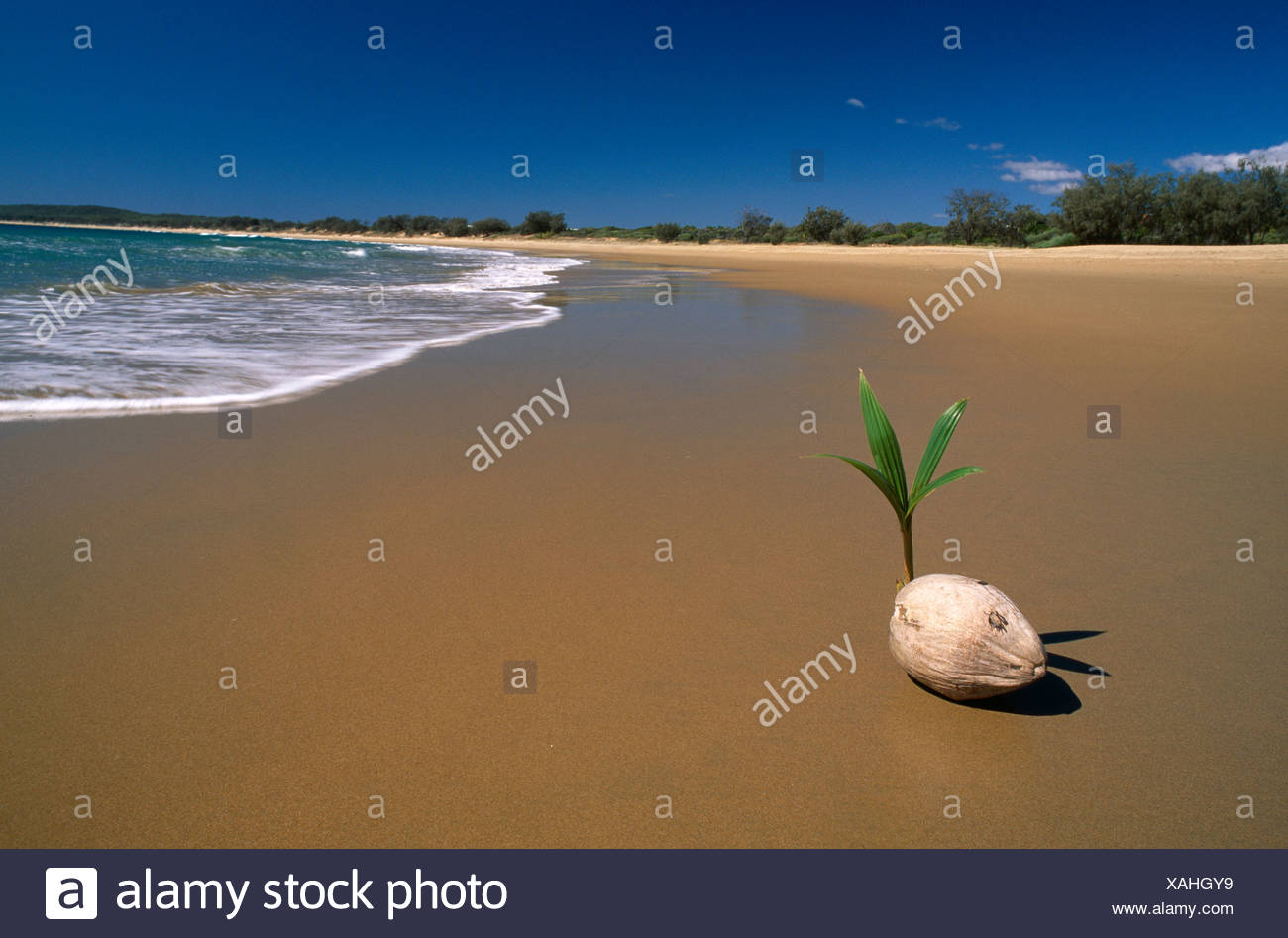 Germinating Coconut Stock Photos & Germinating Coconut Stock Images - Alamy