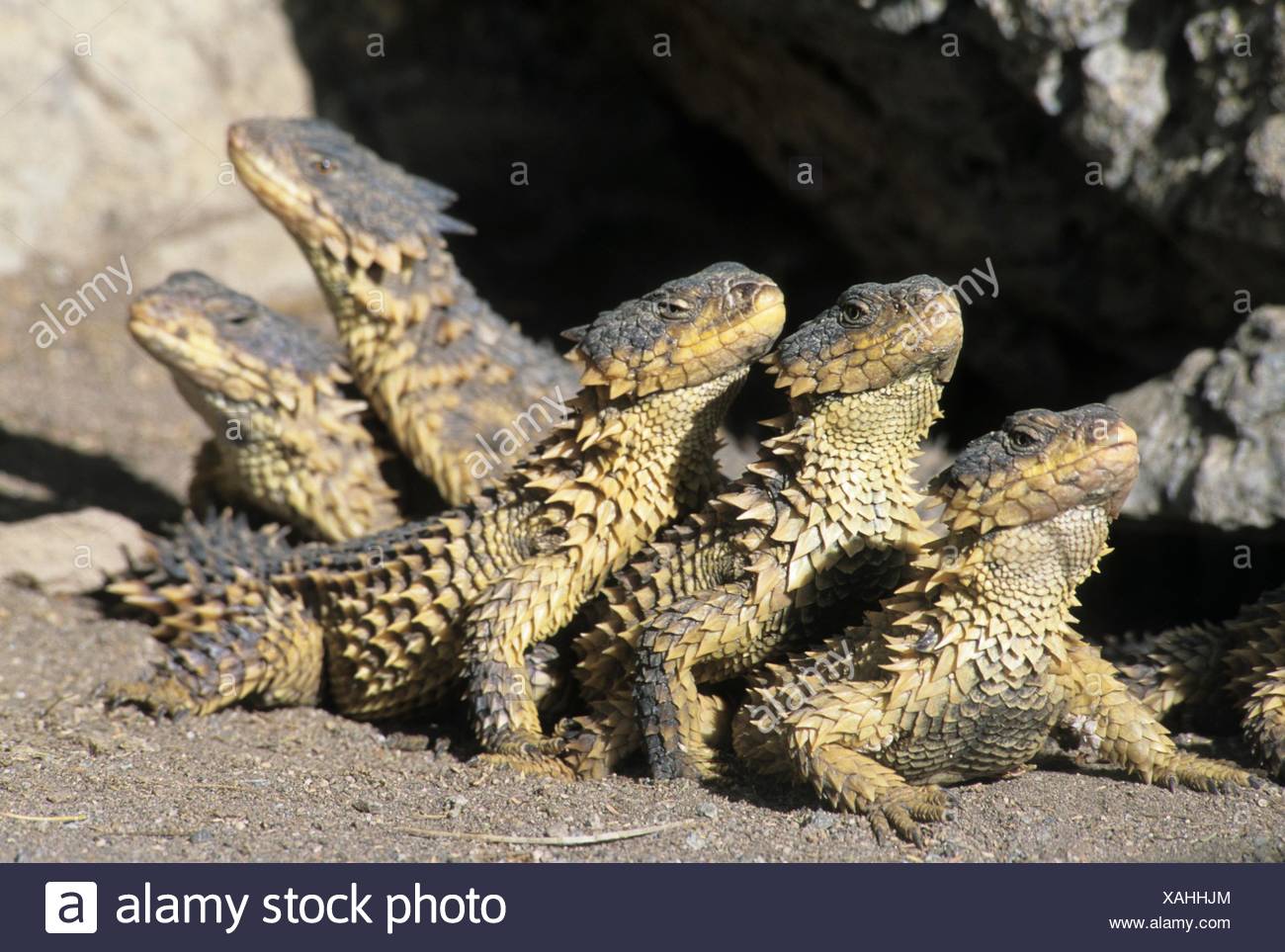 Giant Sungazer Lizard High Resolution Stock Photography and Images - Alamy