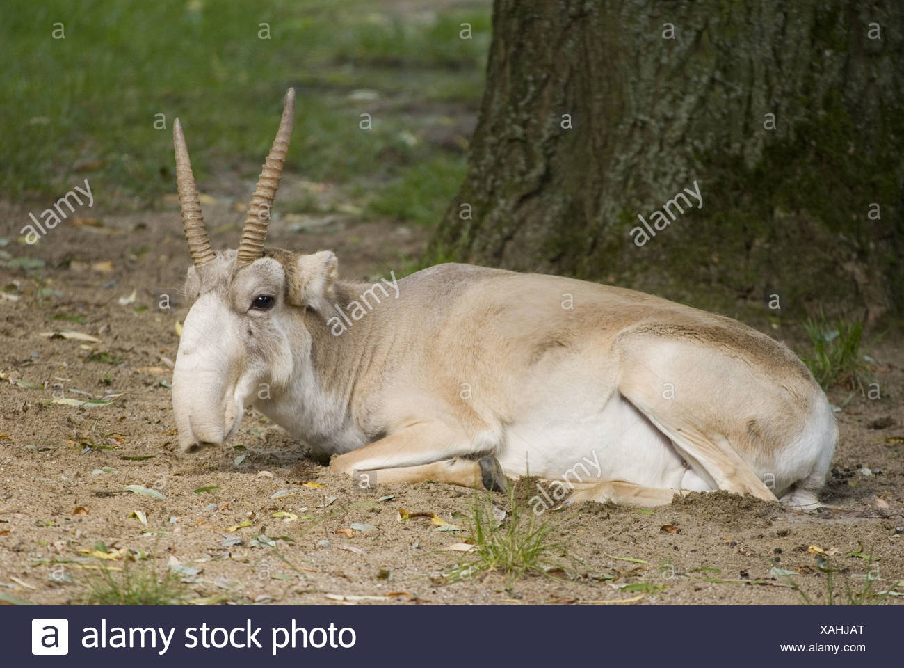 Saiga High Resolution Stock Photography and Images - Alamy