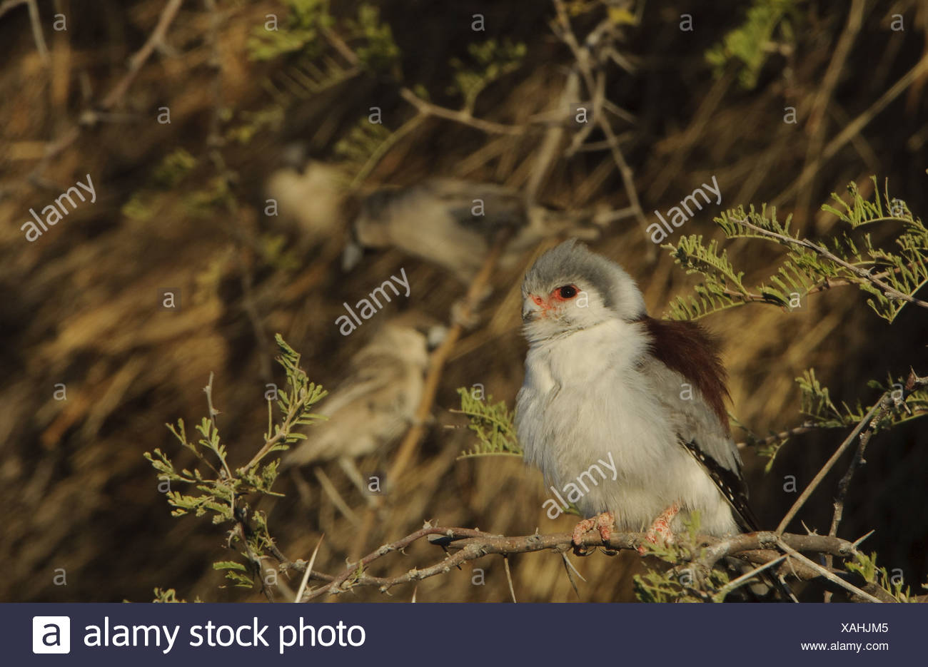 African Pygmy Falcons High Resolution Stock Photography and Images - Alamy