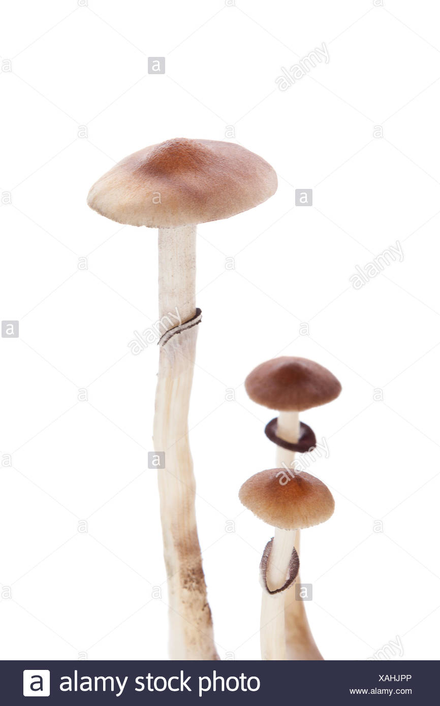 Magic Mushroom Liberty Cap Psilocybe High Resolution Stock Photography ...
