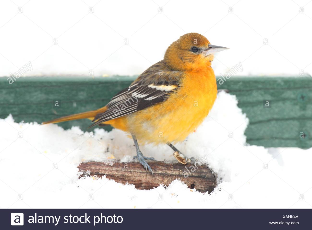 Northern Oriole Icterus Galbula Stock Photos & Northern Oriole Icterus ...