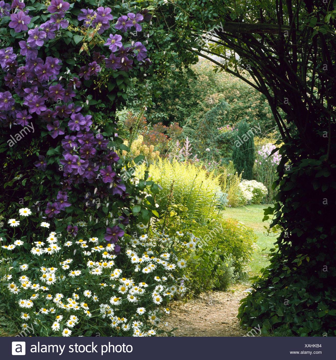 Clematis Arch High Resolution Stock Photography and Images - Alamy