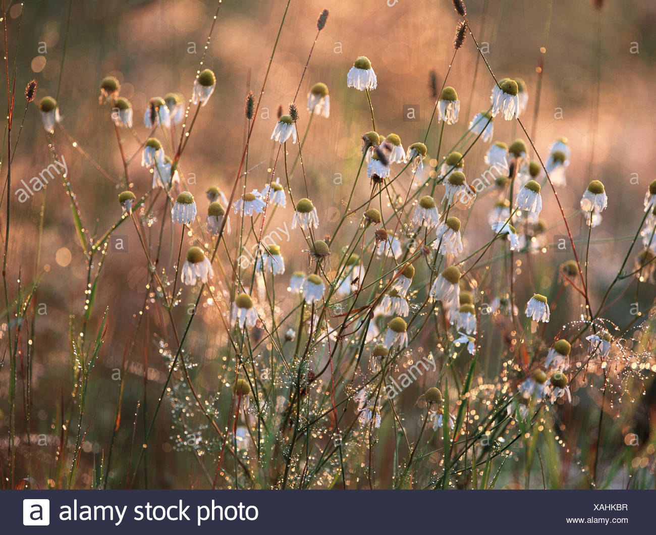 False Chamomile High Resolution Stock Photography and Images - Alamy