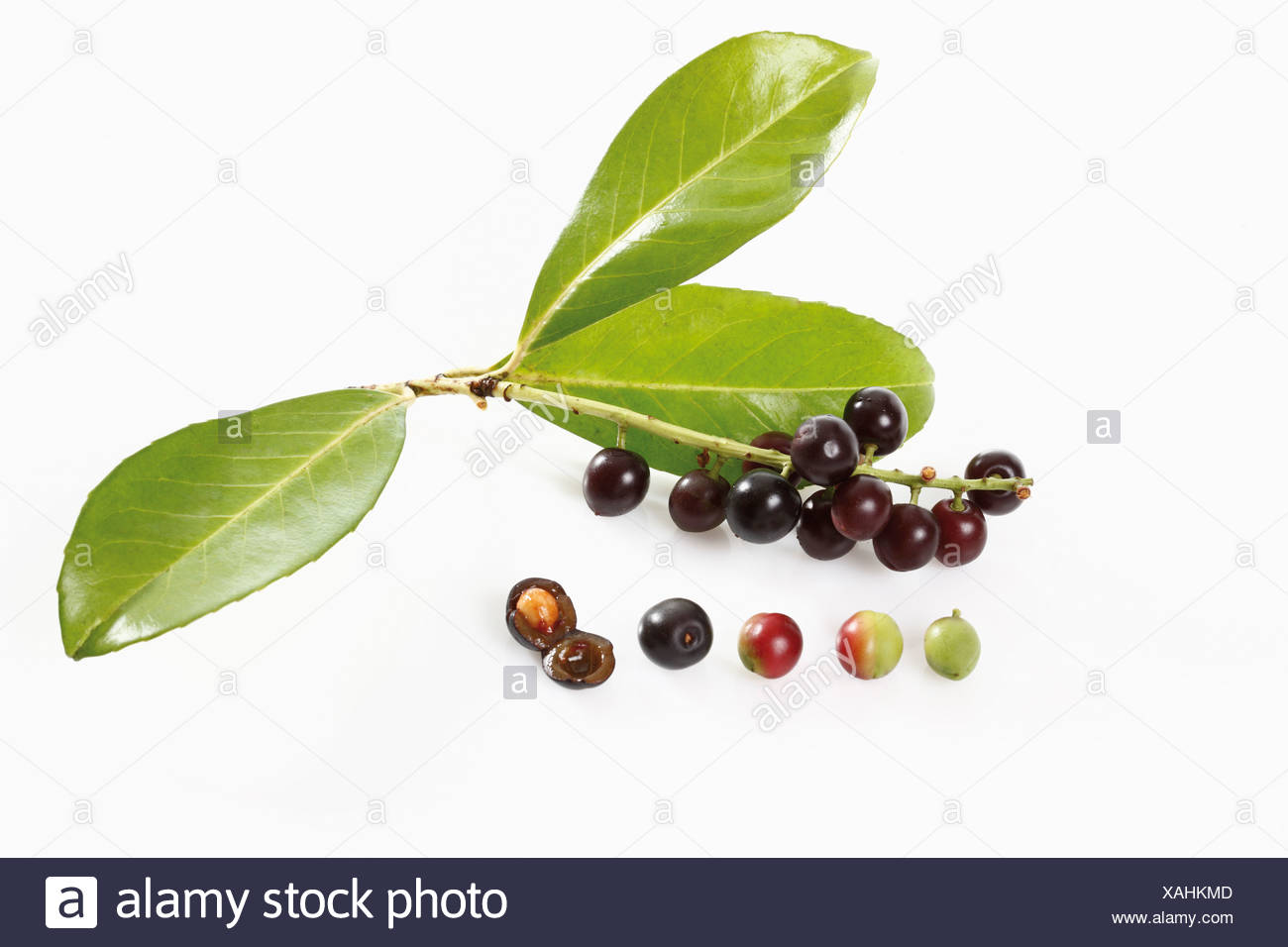 Laurel Fruit High Resolution Stock Photography and Images - Alamy