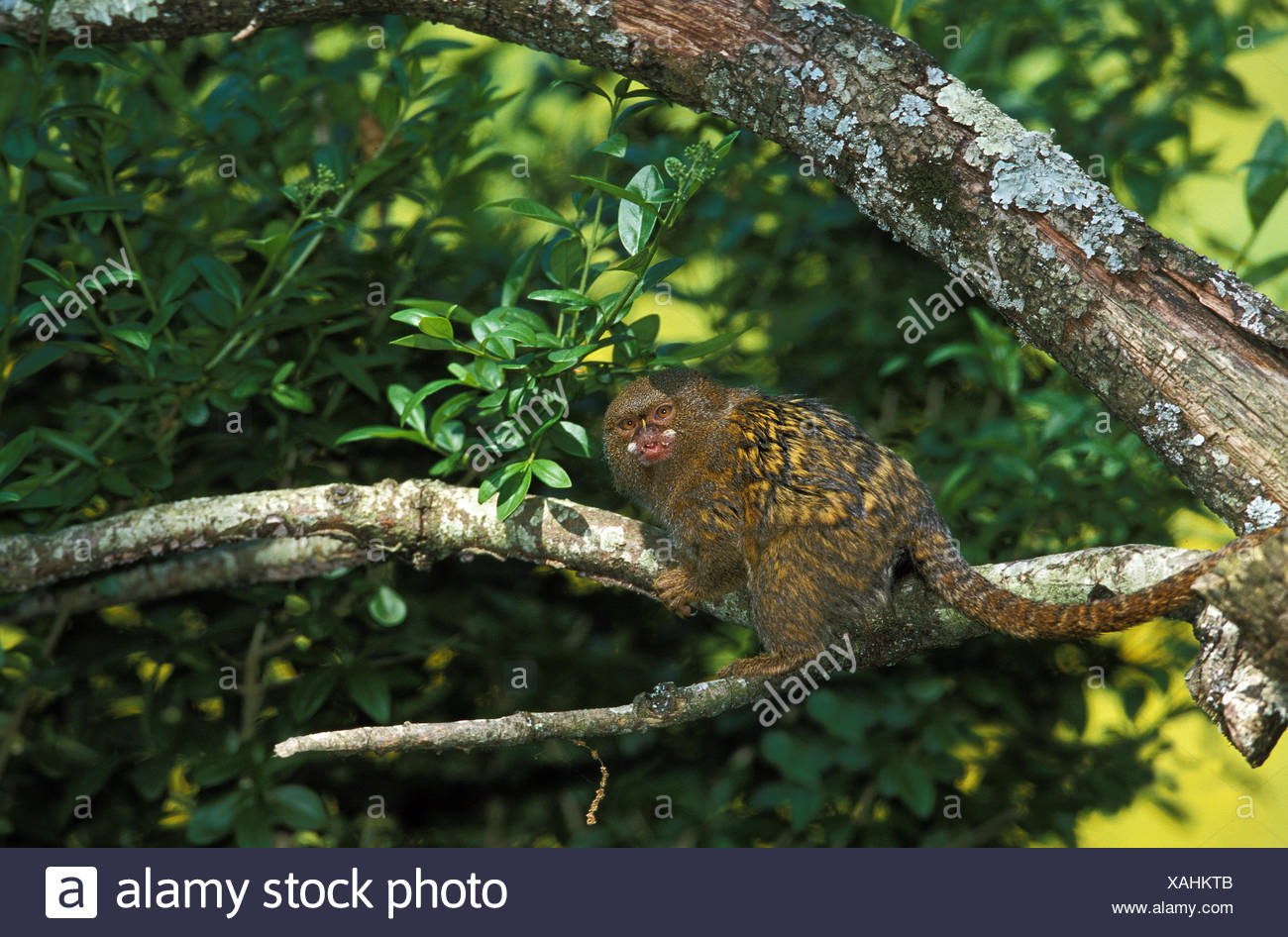 Callithrix Pygmaea High Resolution Stock Photography and Images - Alamy