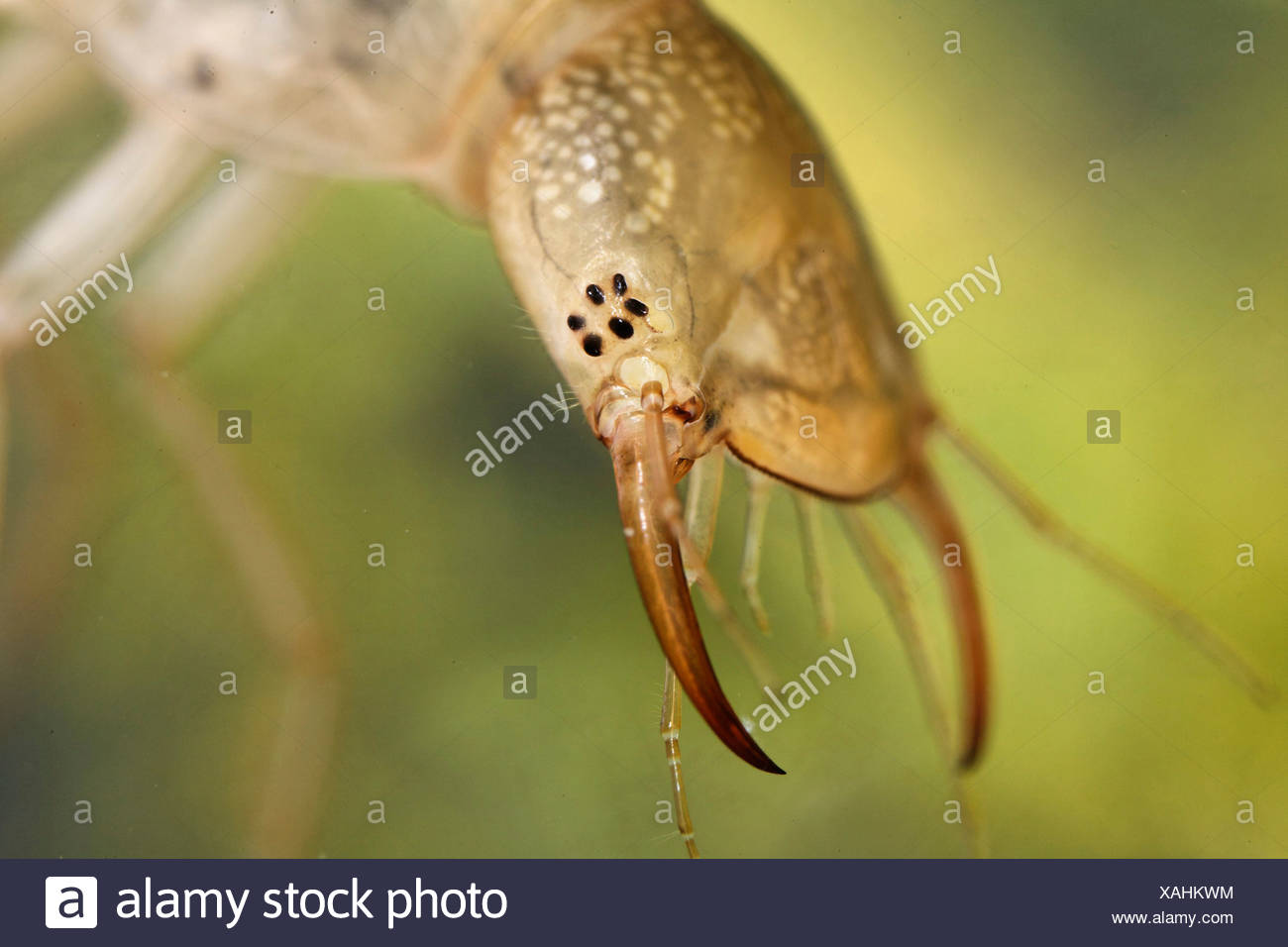 Dytiscidae High Resolution Stock Photography and Images - Alamy