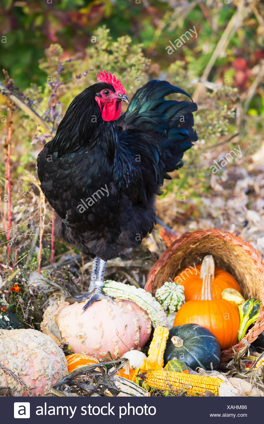 Australorp Rooster High Resolution Stock Photography and Images - Alamy