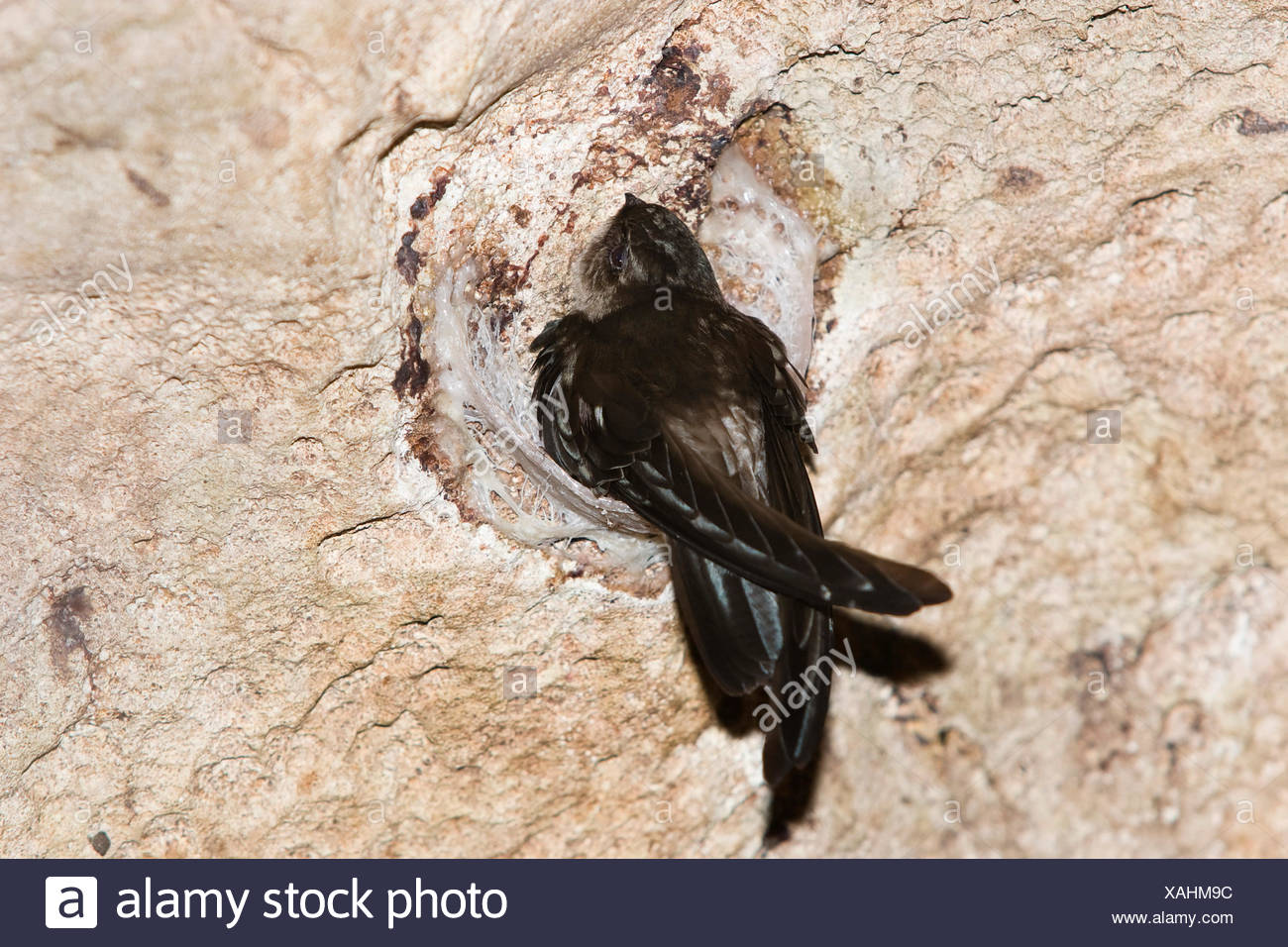 Swift Bird And Nest High Resolution Stock Photography and Images - Alamy