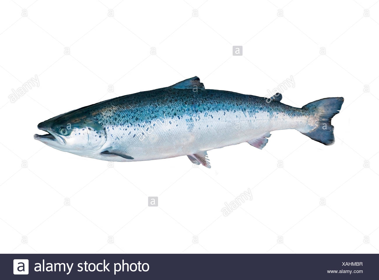 Atlantic Salmon Fish Farm High Resolution Stock Photography and Images ...
