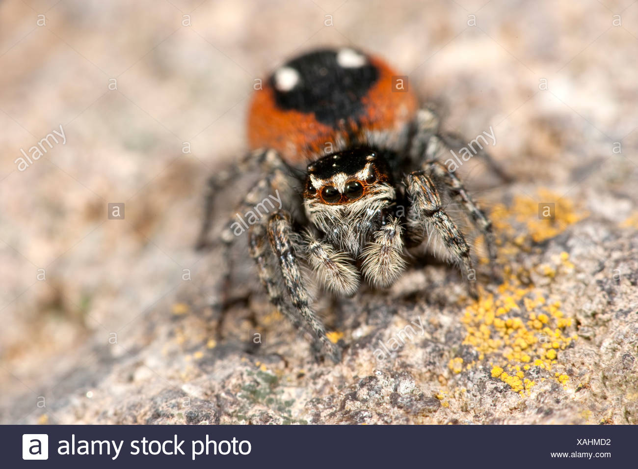 Eresus High Resolution Stock Photography and Images - Alamy