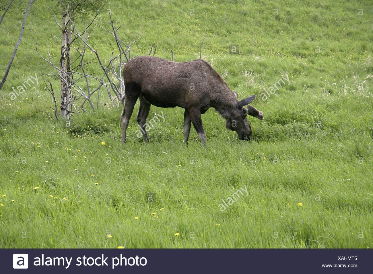 Sweden Moose Park Stock Photos & Sweden Moose Park Stock Images - Alamy