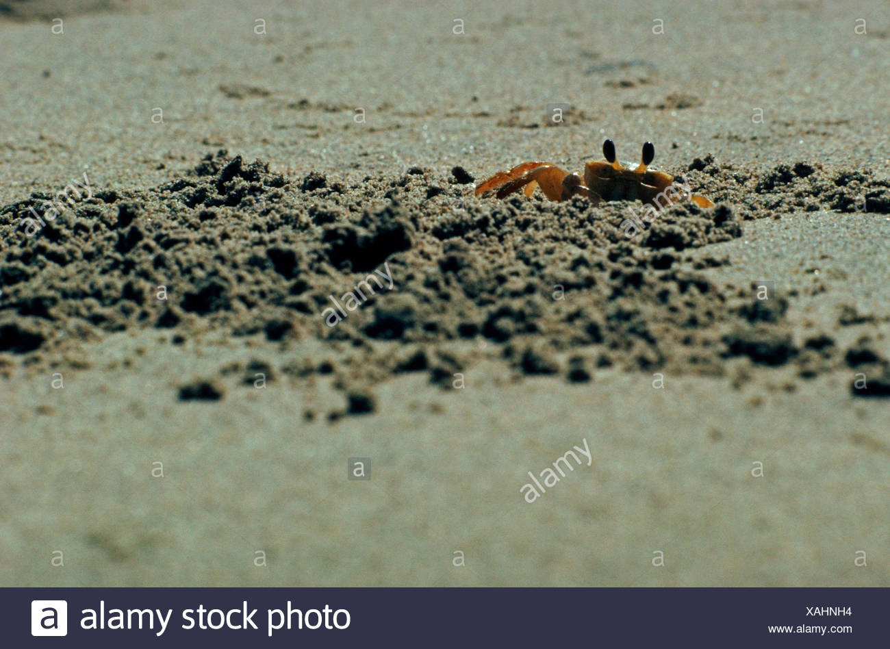 Burrowing Ghost Shrimp High Resolution Stock Photography and Images - Alamy