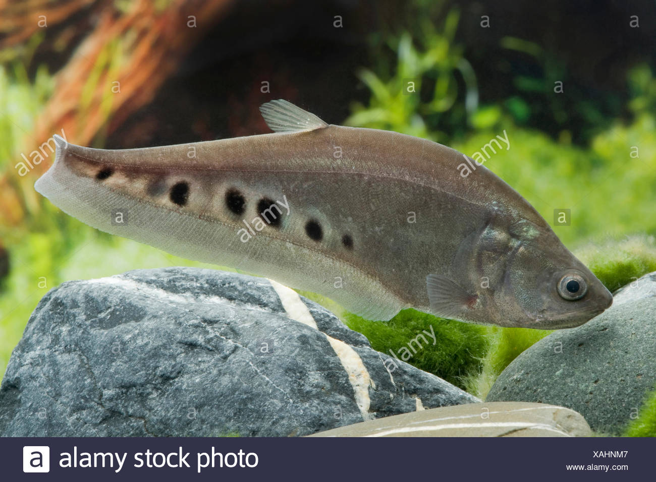 Notopterus Notopterus Stock Photos & Notopterus Notopterus Stock Images ...