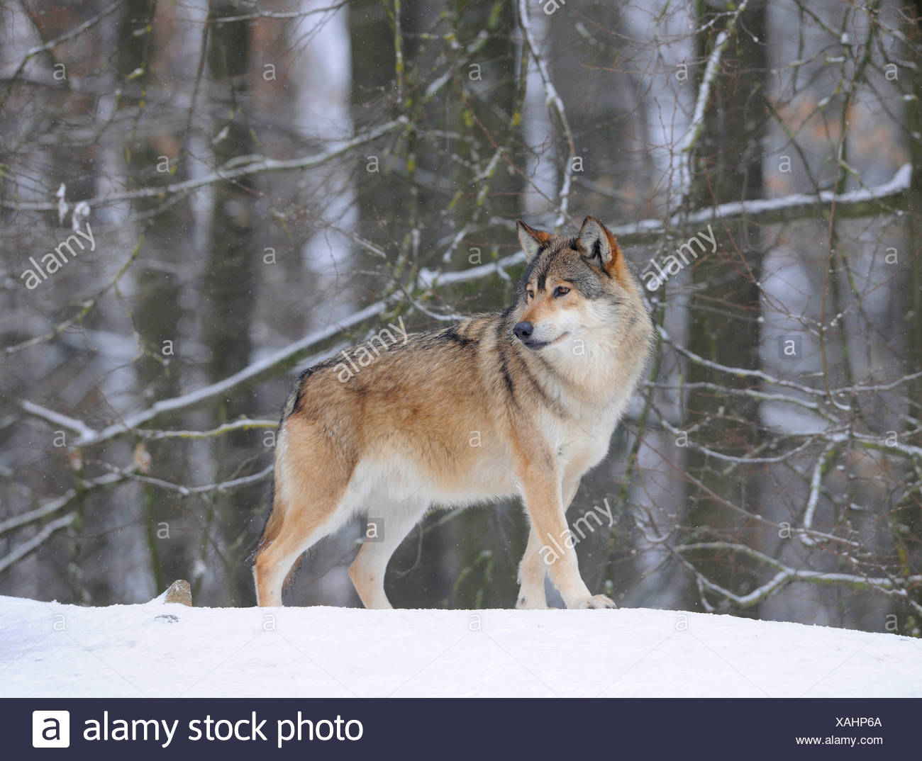 Mackenzie Wolf High Resolution Stock Photography and Images - Alamy