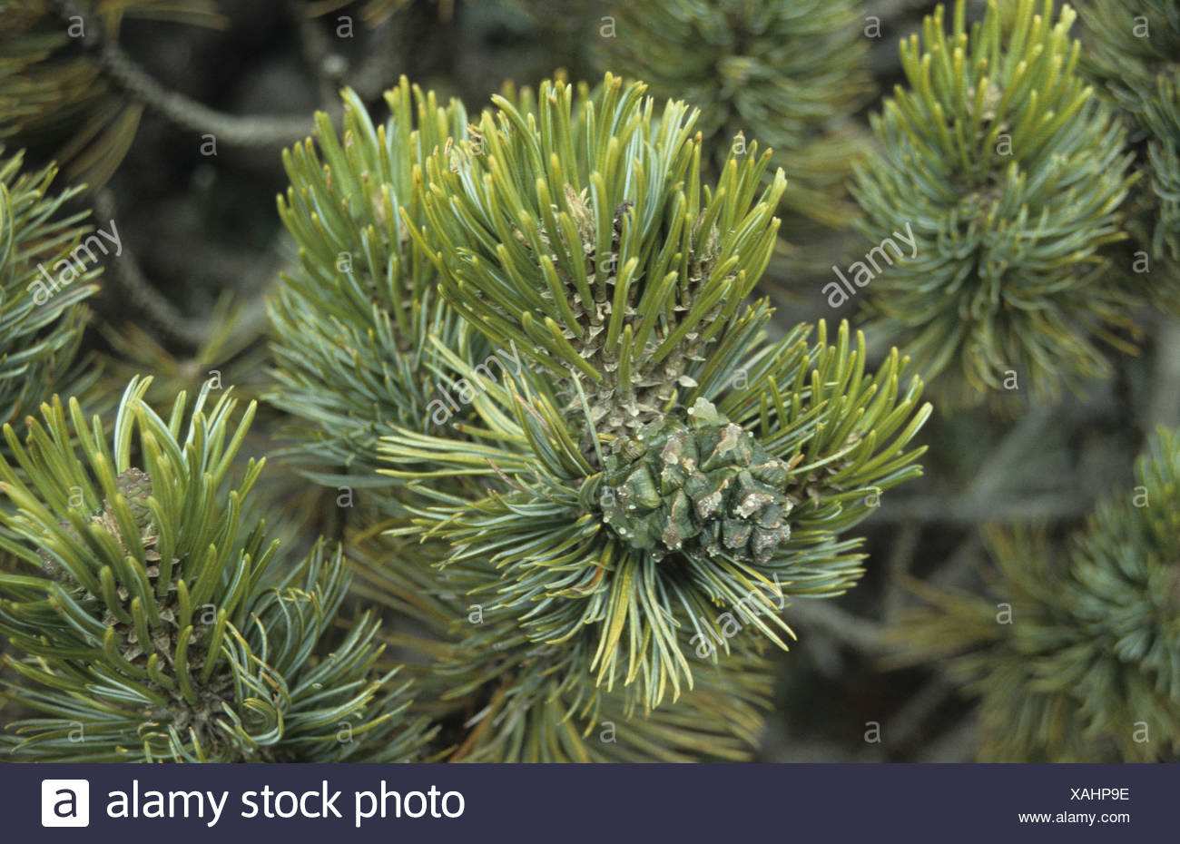 Pinyon Pine Cones High Resolution Stock Photography and Images - Alamy