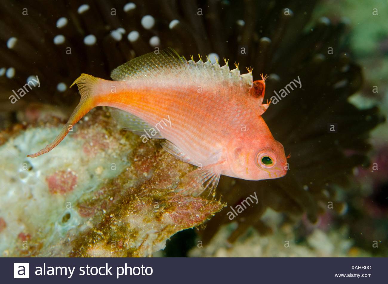 Lyretail Hawkfish High Resolution Stock Photography and Images - Alamy