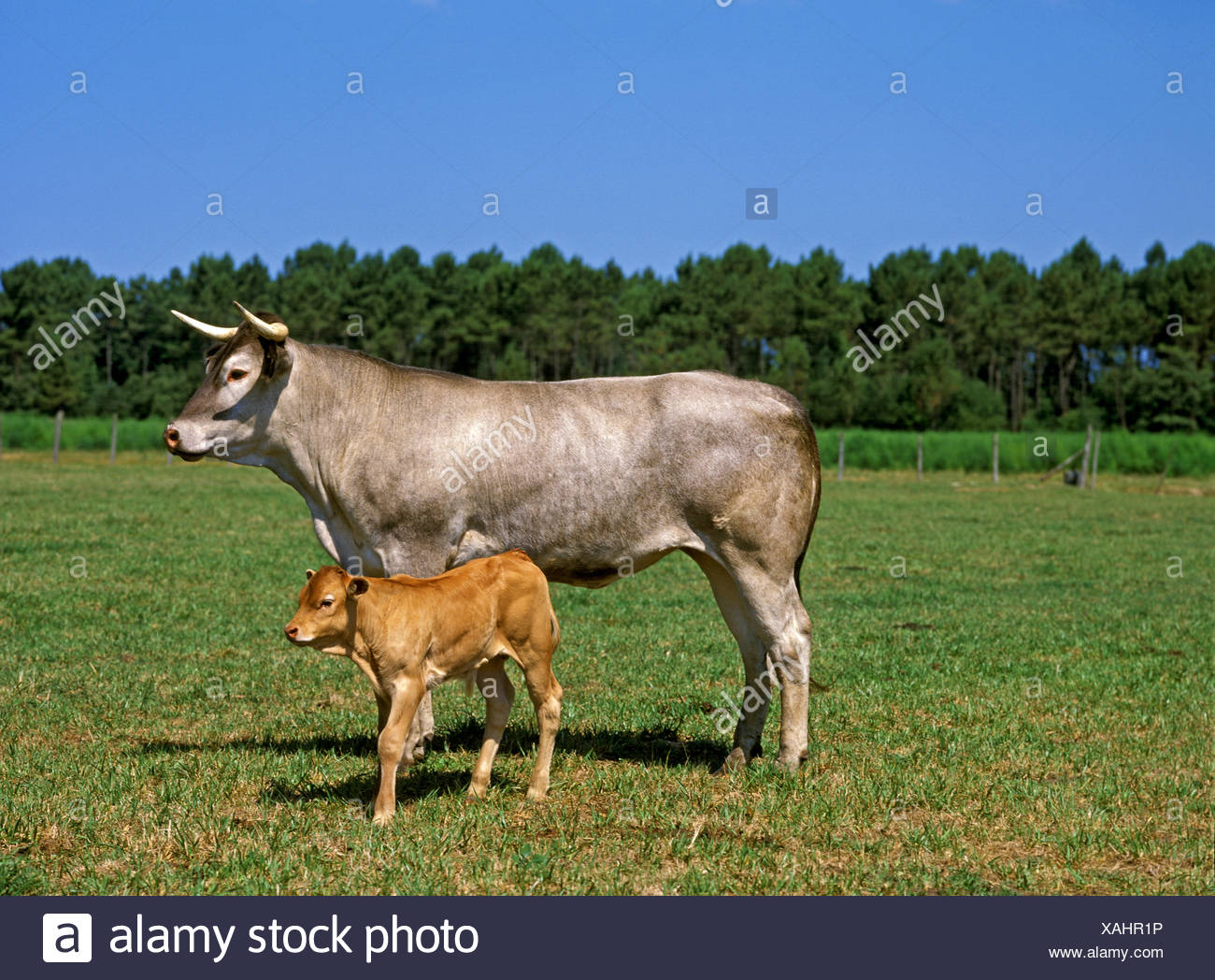 Bazadais Cattle French Breed Cow High Resolution Stock Photography and ...
