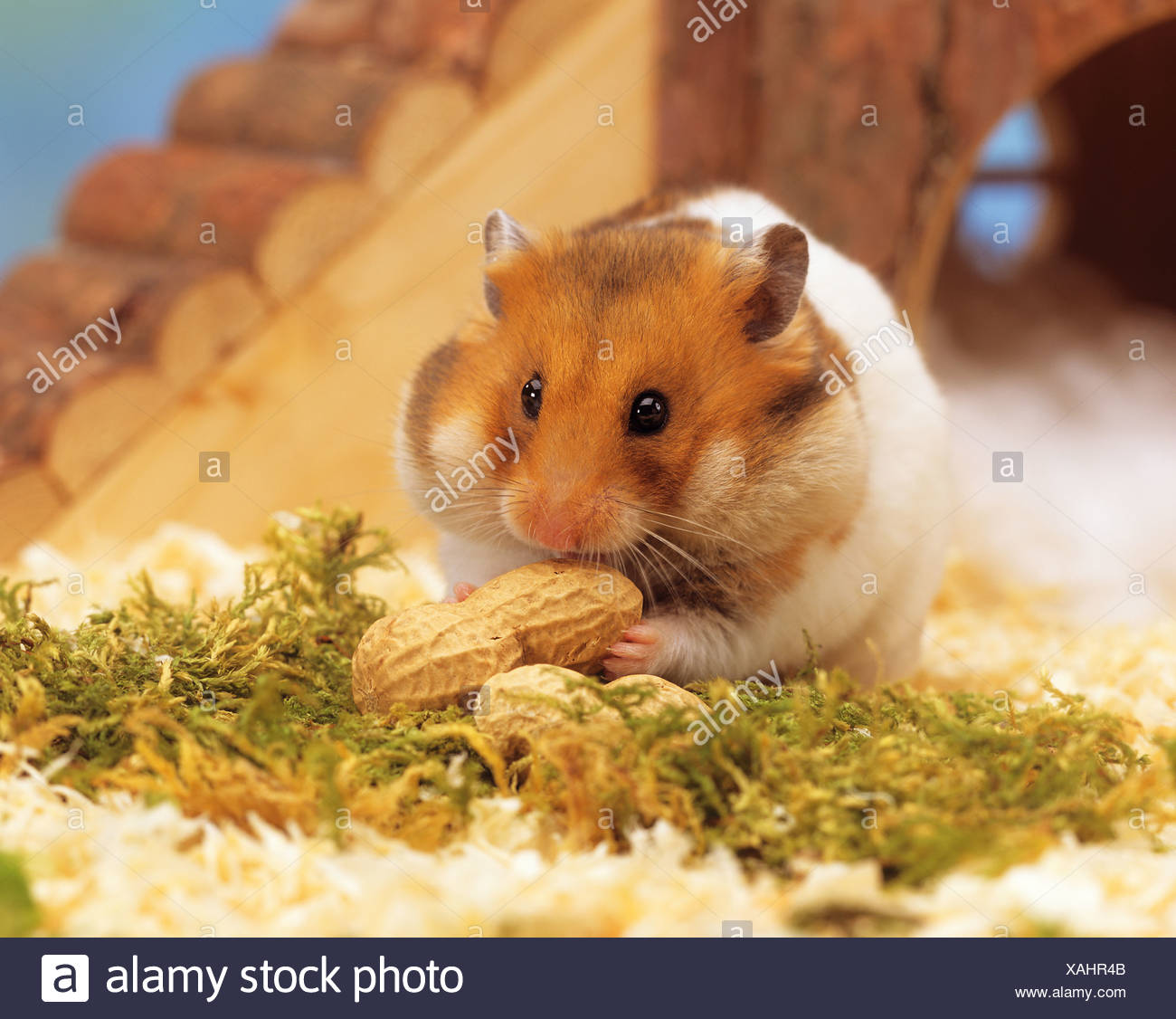 Cheek Pouches Stock Photos & Cheek Pouches Stock Images - Alamy