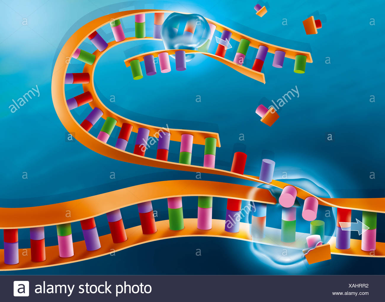 Dna Polymerase Replication High Resolution Stock Photography and Images ...