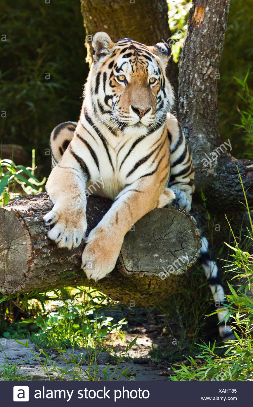 Manchurian Tiger Stock Photos & Manchurian Tiger Stock Images - Alamy