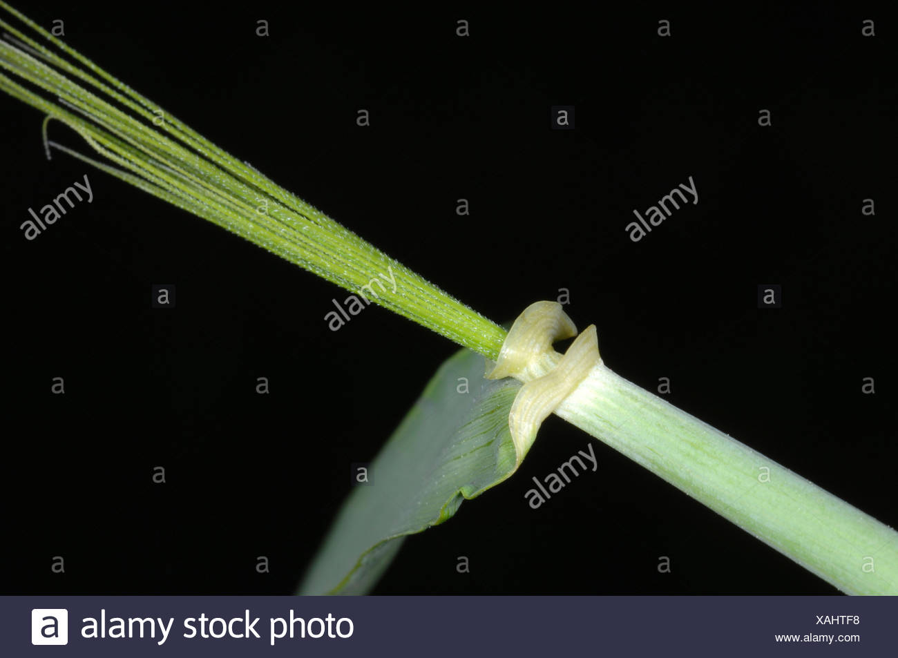 Stipules High Resolution Stock Photography and Images - Alamy