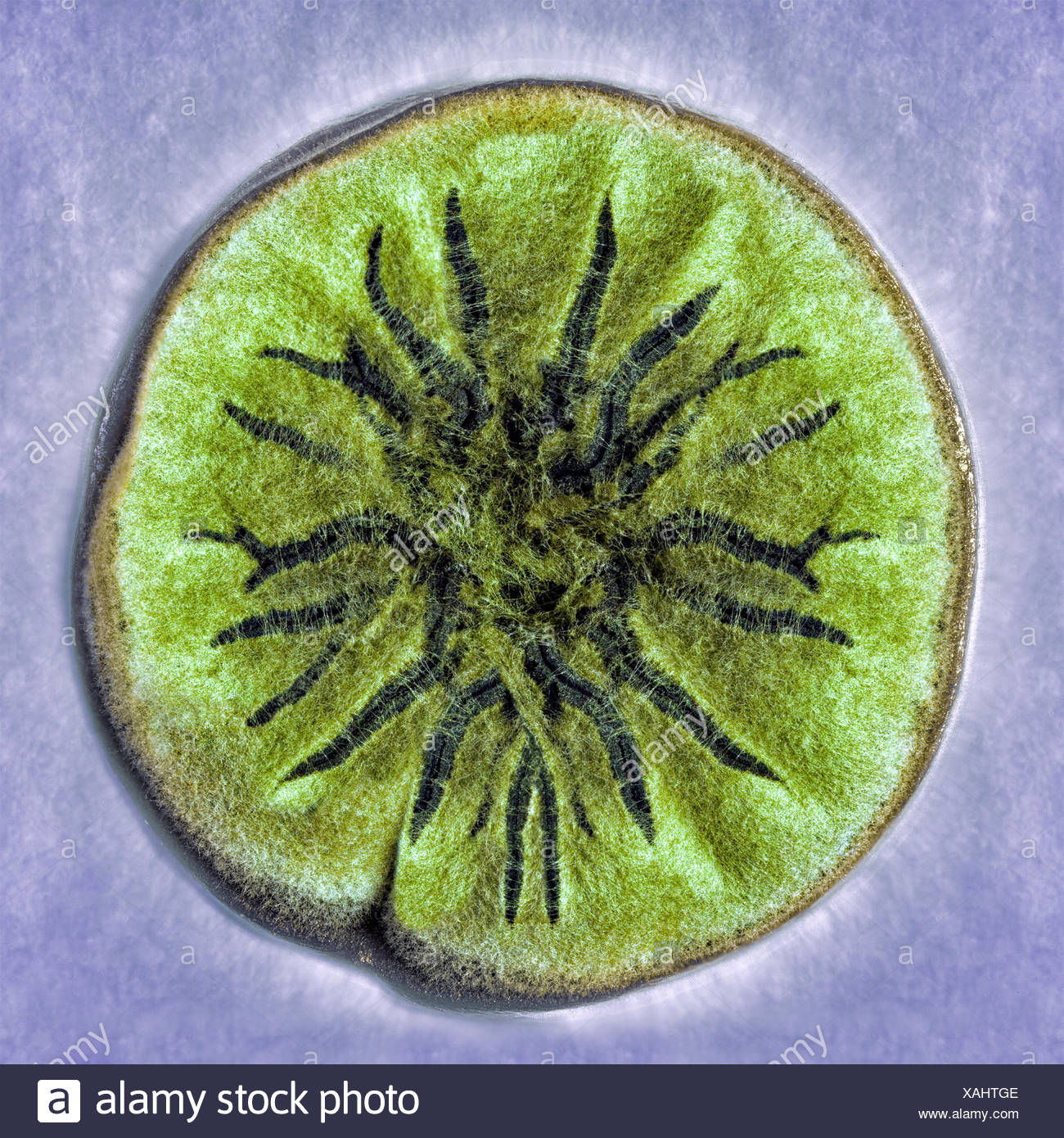 Fuzzy Fungi High Resolution Stock Photography and Images - Alamy