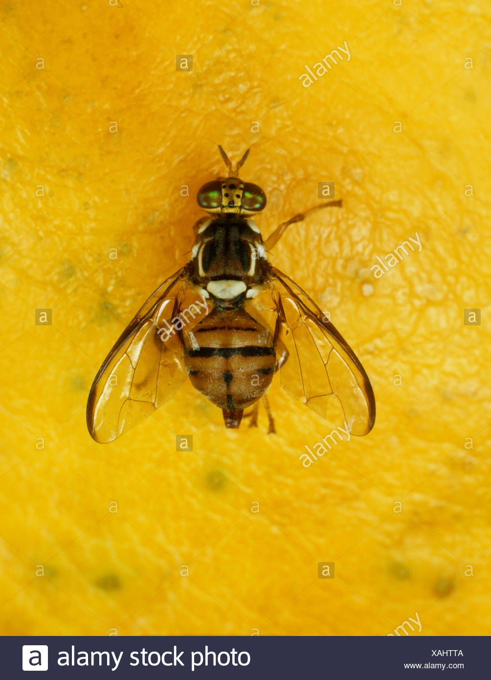 Fruit Fly Insect High Resolution Stock Photography and Images - Alamy