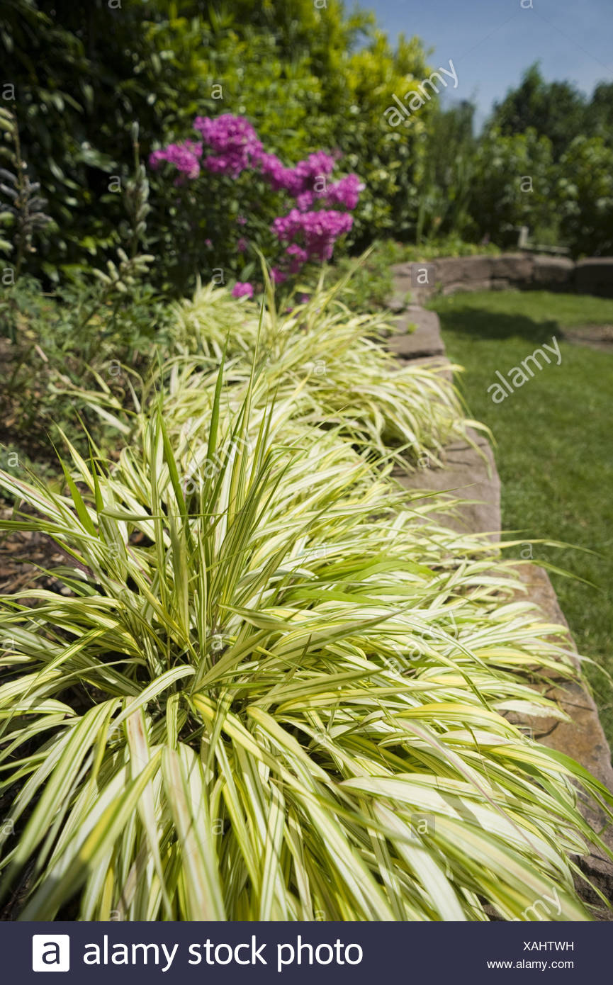 Japanese Golden Cord Grass High Resolution Stock Photography and Images ...