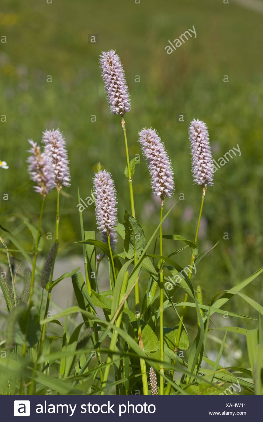 Bistort Root Persicaria Bistorta Bistort High Resolution Stock ...