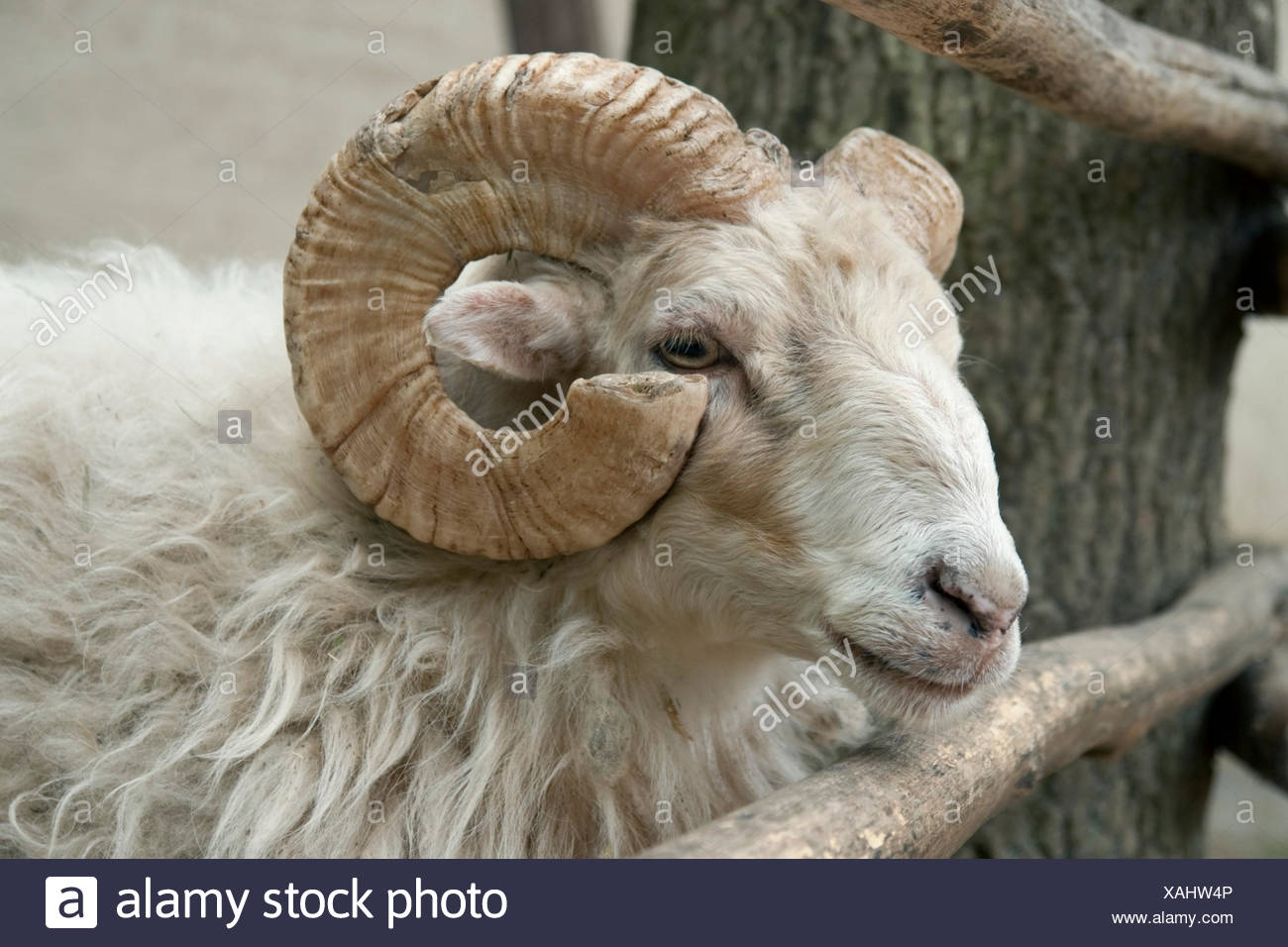 Merino Rams High Resolution Stock Photography and Images - Alamy