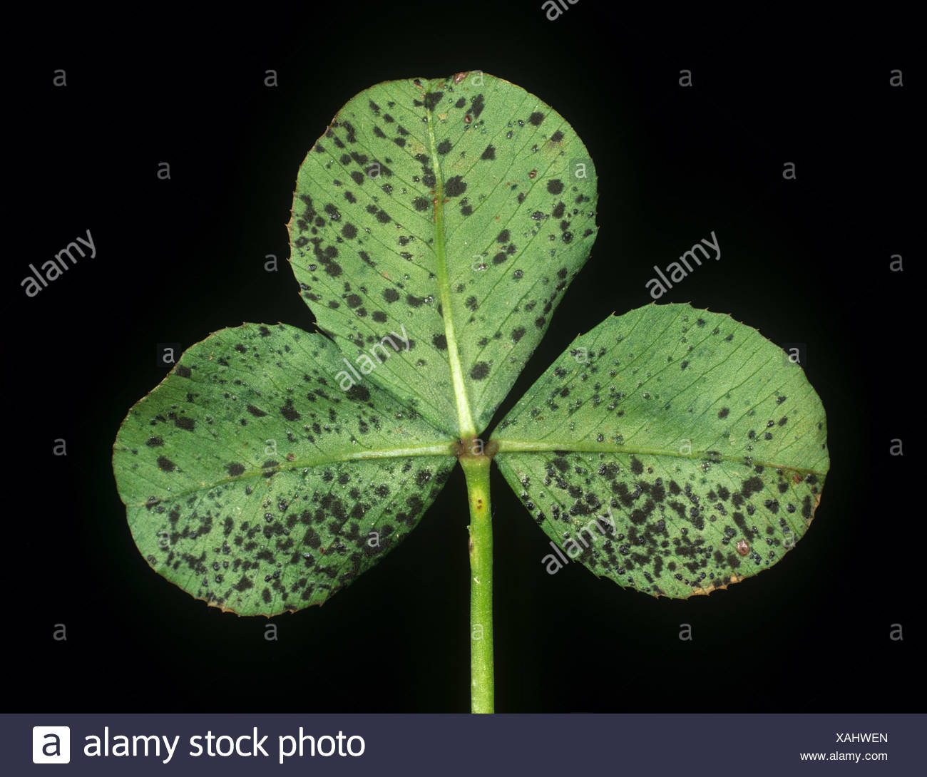Clover Leaf Stock Photos & Clover Leaf Stock Images - Alamy