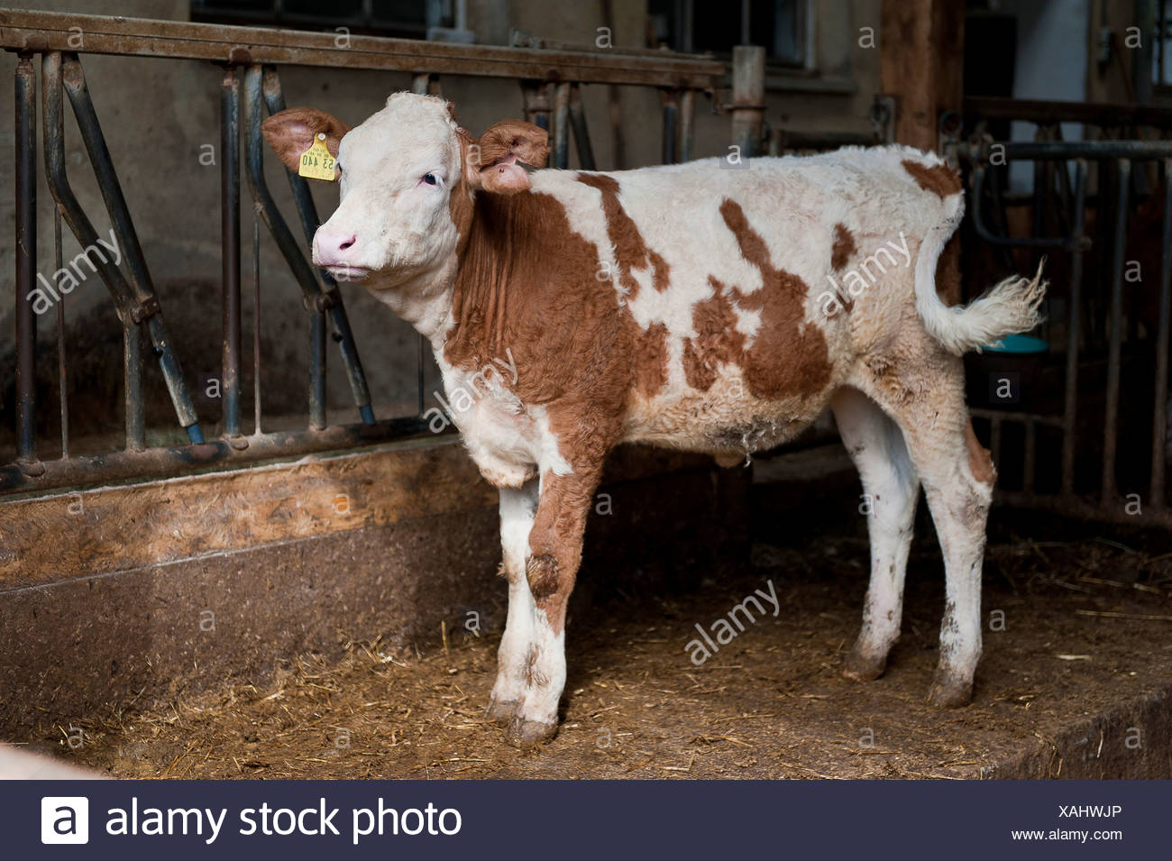 Calf Barn High Resolution Stock Photography and Images - Alamy