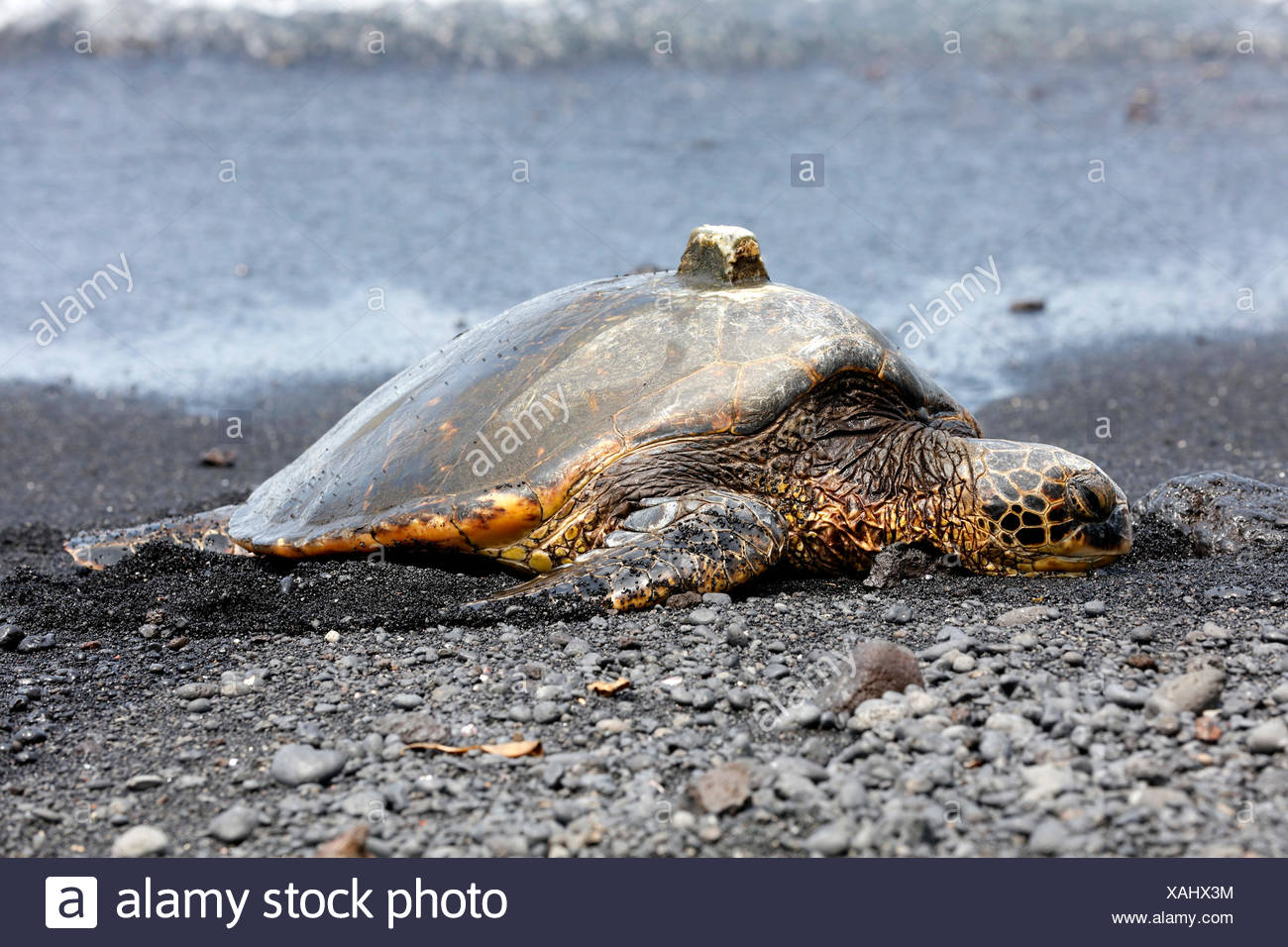 Chelonia Mydas Beach High Resolution Stock Photography and Images - Alamy