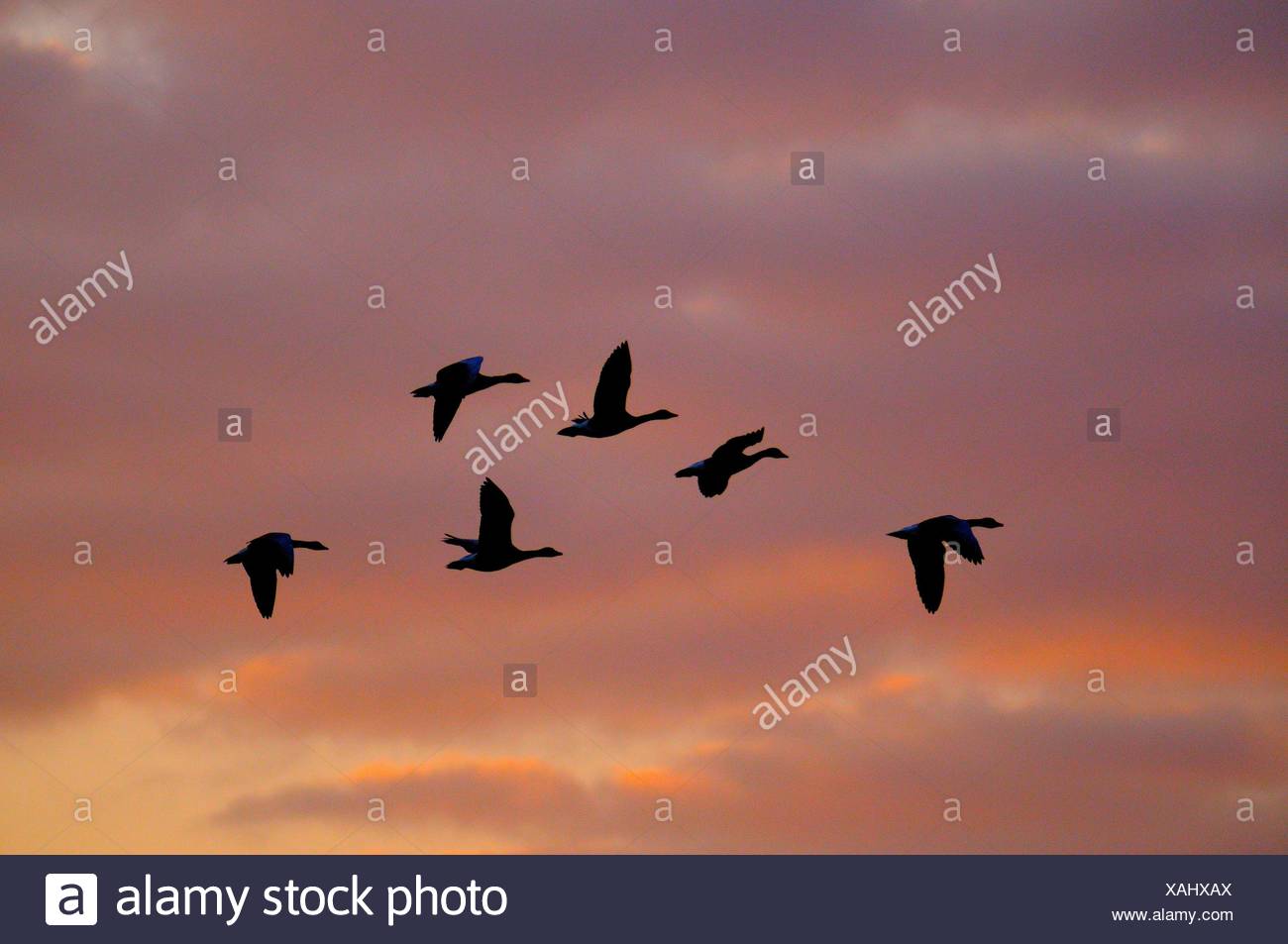 Geese Flying Sunset High Resolution Stock Photography and Images - Alamy