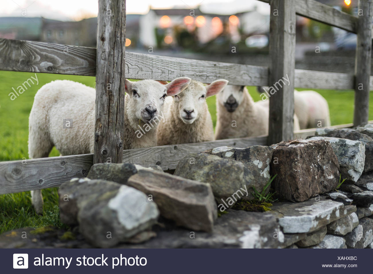 Paddock Wood Stock Photos & Paddock Wood Stock Images - Alamy